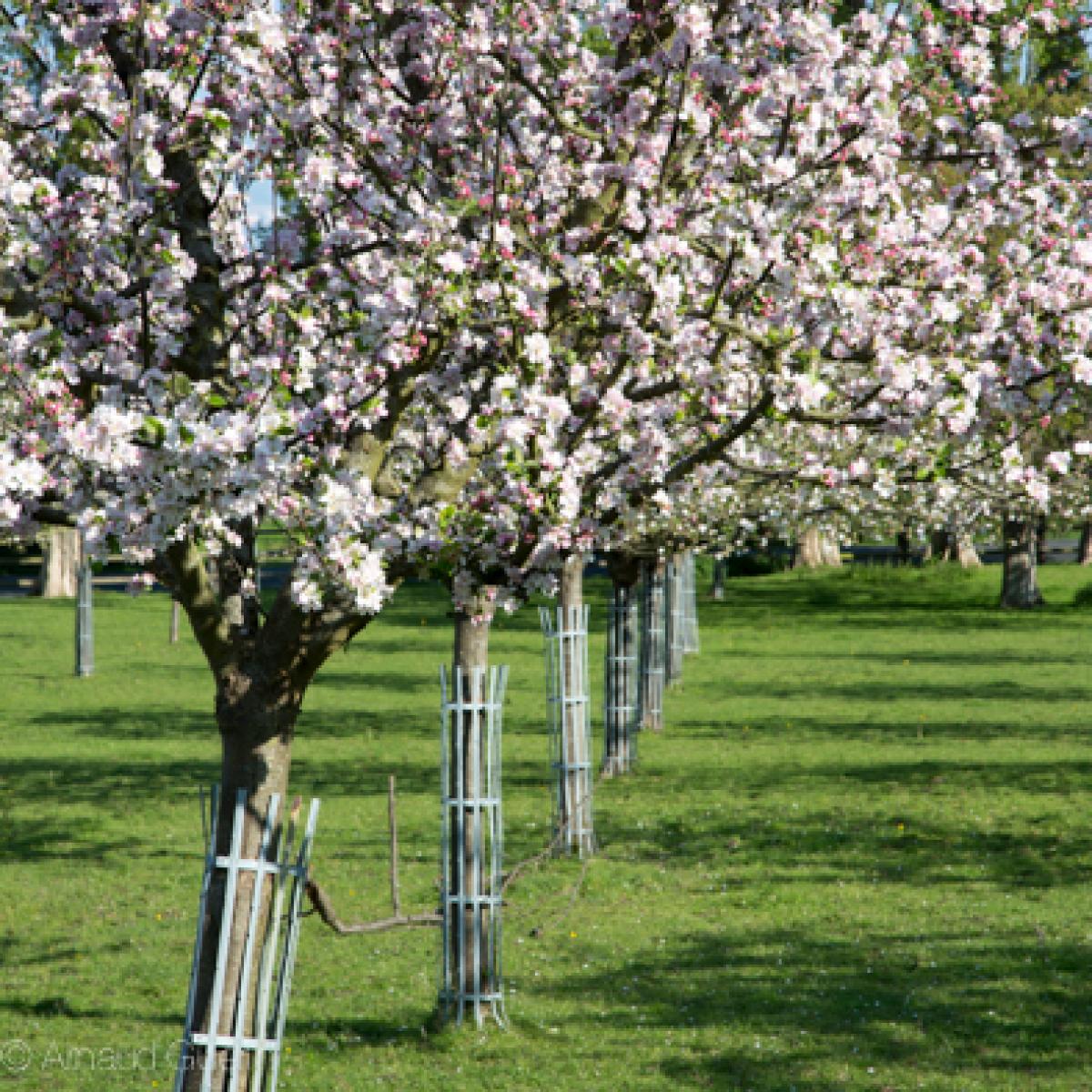 Vergers biologiques en Normandie, agriculture biologique à Honfleur en ...